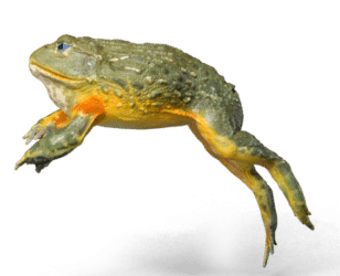 CMCC C3PAO Services | SteelToad